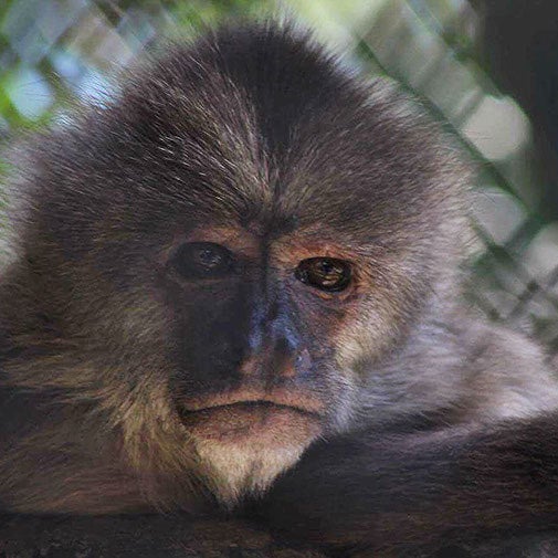 capuchin monkey world