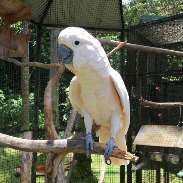 Moluccan Cockatoo | Panaewa Rainforest Zoo and Gardens