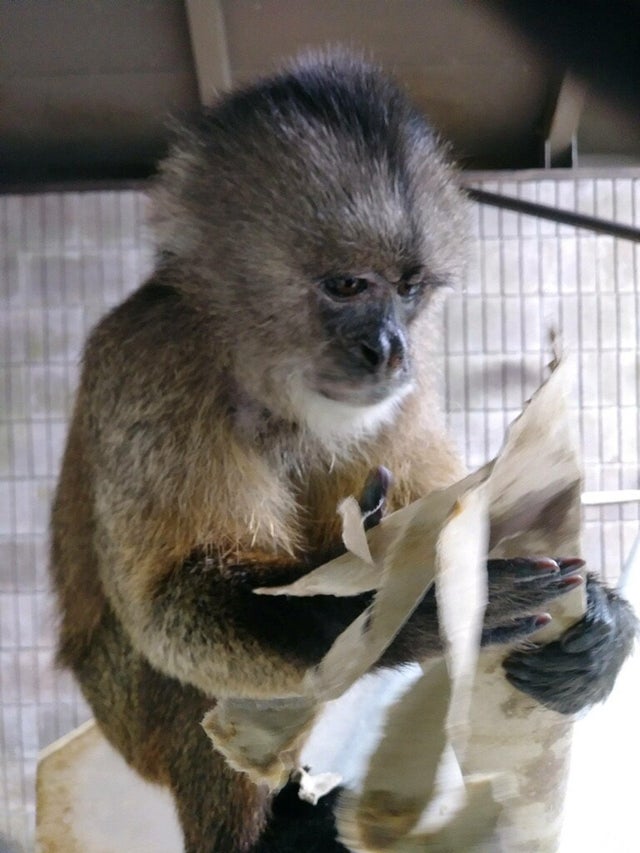 Symbolic animal adoption - Primates | Panaewa Rainforest Zoo and Gardens