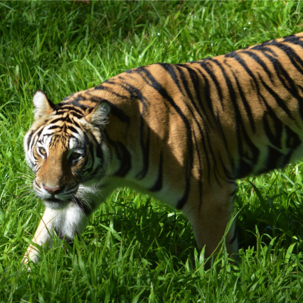 Symbolic animal adoption - mammals | Panaewa Rainforest Zoo and Gardens