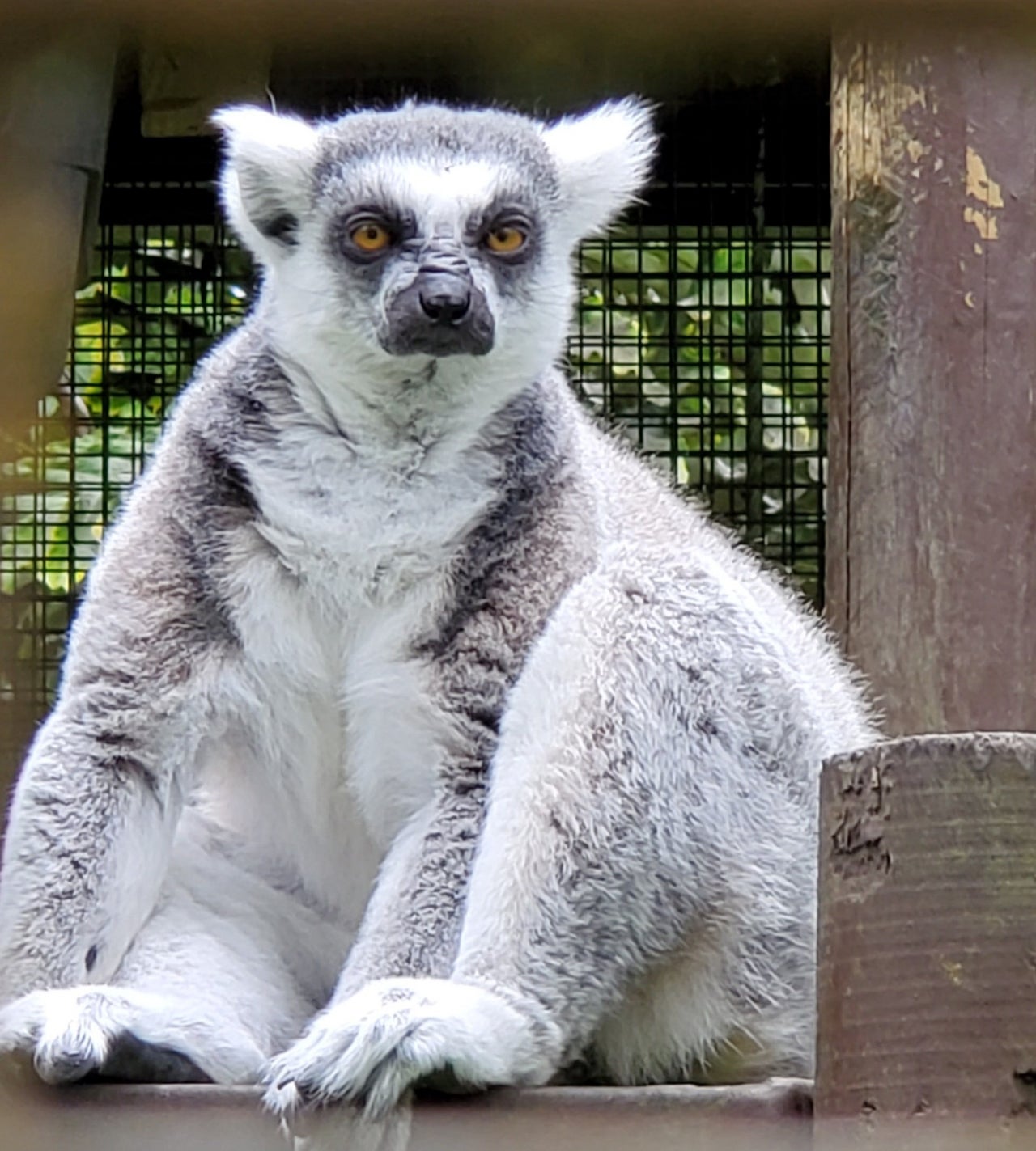 Symbolic animal adoption - mammals | Panaewa Rainforest Zoo and Gardens