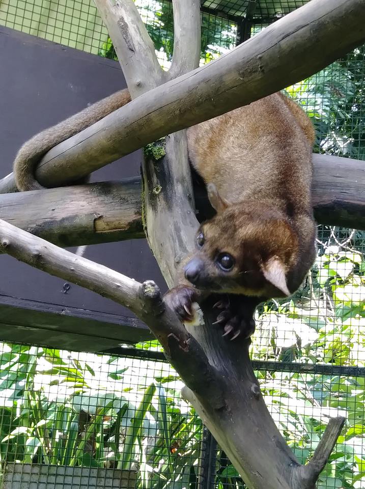 Symbolic animal adoption - mammals | Panaewa Rainforest Zoo and Gardens